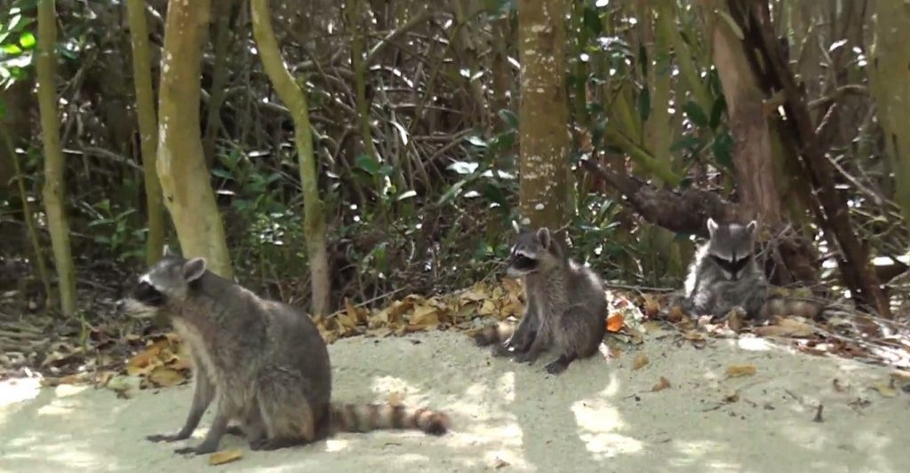 Reserva ecológica "El corchito"