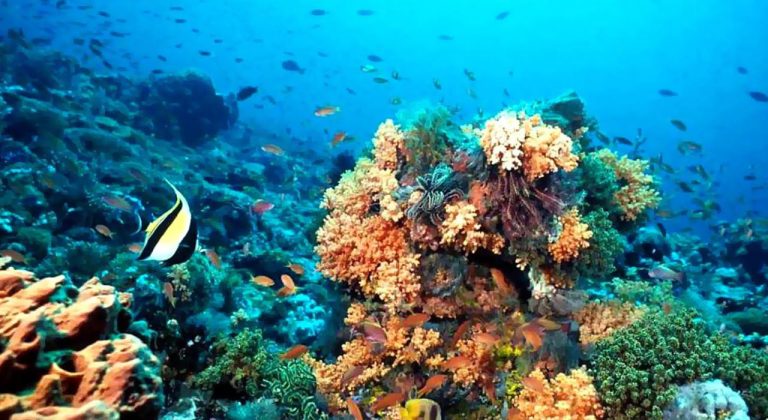 Arrecife Alacranes, una joya en las costas Yucatecas