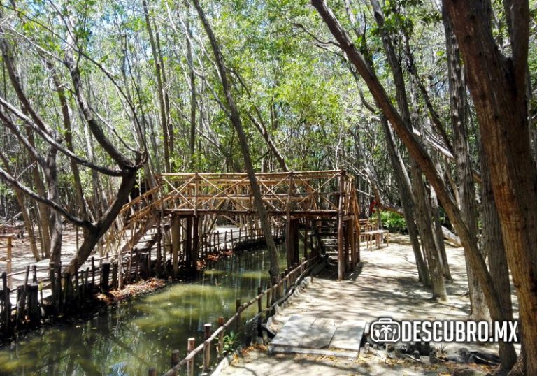 Visita a la reserva ecológica El Corchito en Progreso