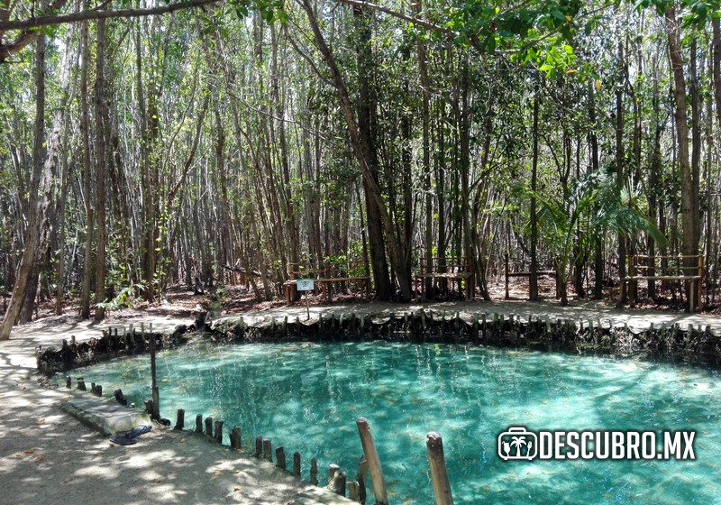 Visita a la reserva ecológica El Corchito en Progreso