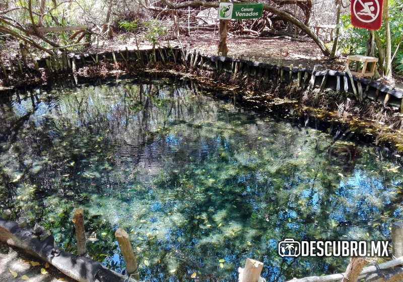Visita a la reserva ecológica El Corchito en Progreso