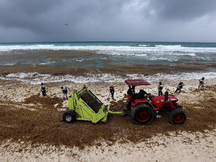 Playas con sargazo en Cancún; aumenta el número en el Caribe mexicano