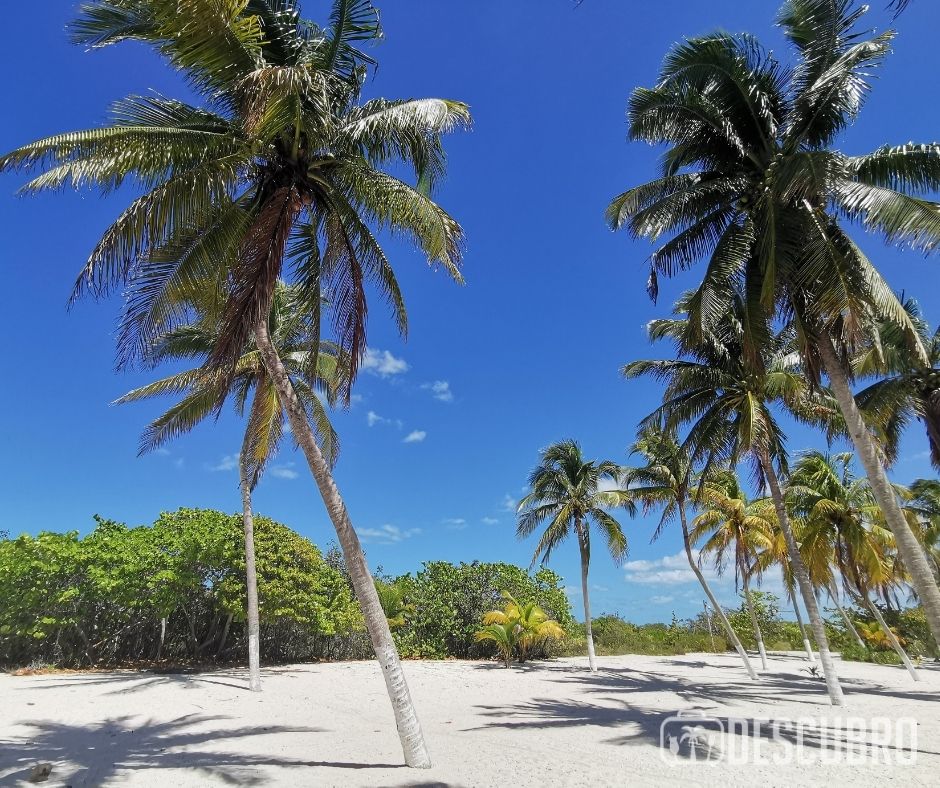¿Qué hacer en San Crisanto? - Descubro