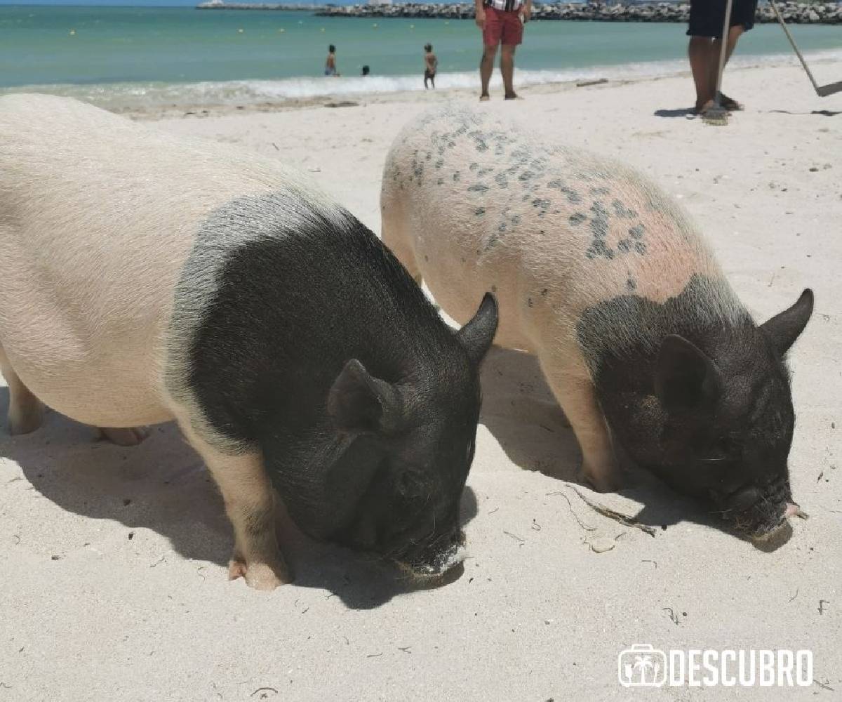 Pig Beach, descubre esta playa de cerditos en Yucatán - Descubro