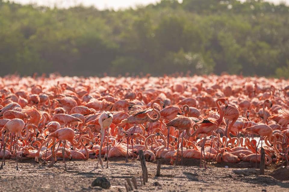 Lugares para ver a los flamencos rosas en Yucatán - Descubro