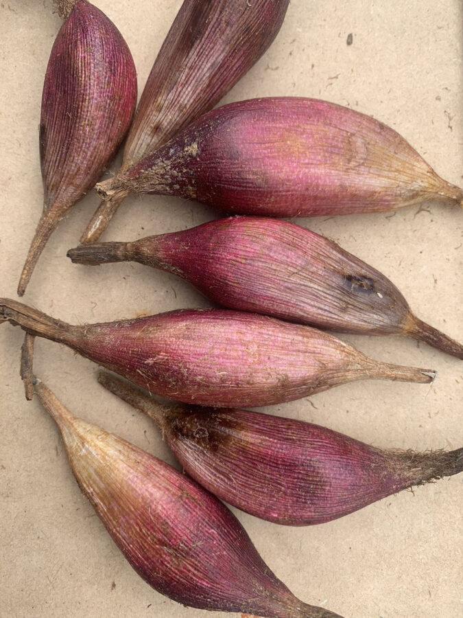 Deliciosas frutas exóticas de Yucatán