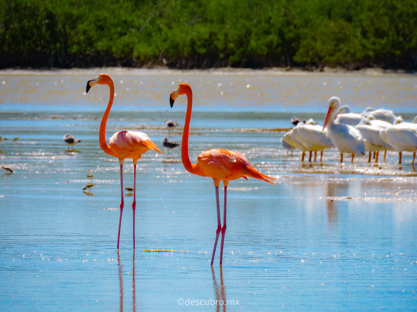 Dónde viven los flamingos rosados, Yucatán - Descubro
