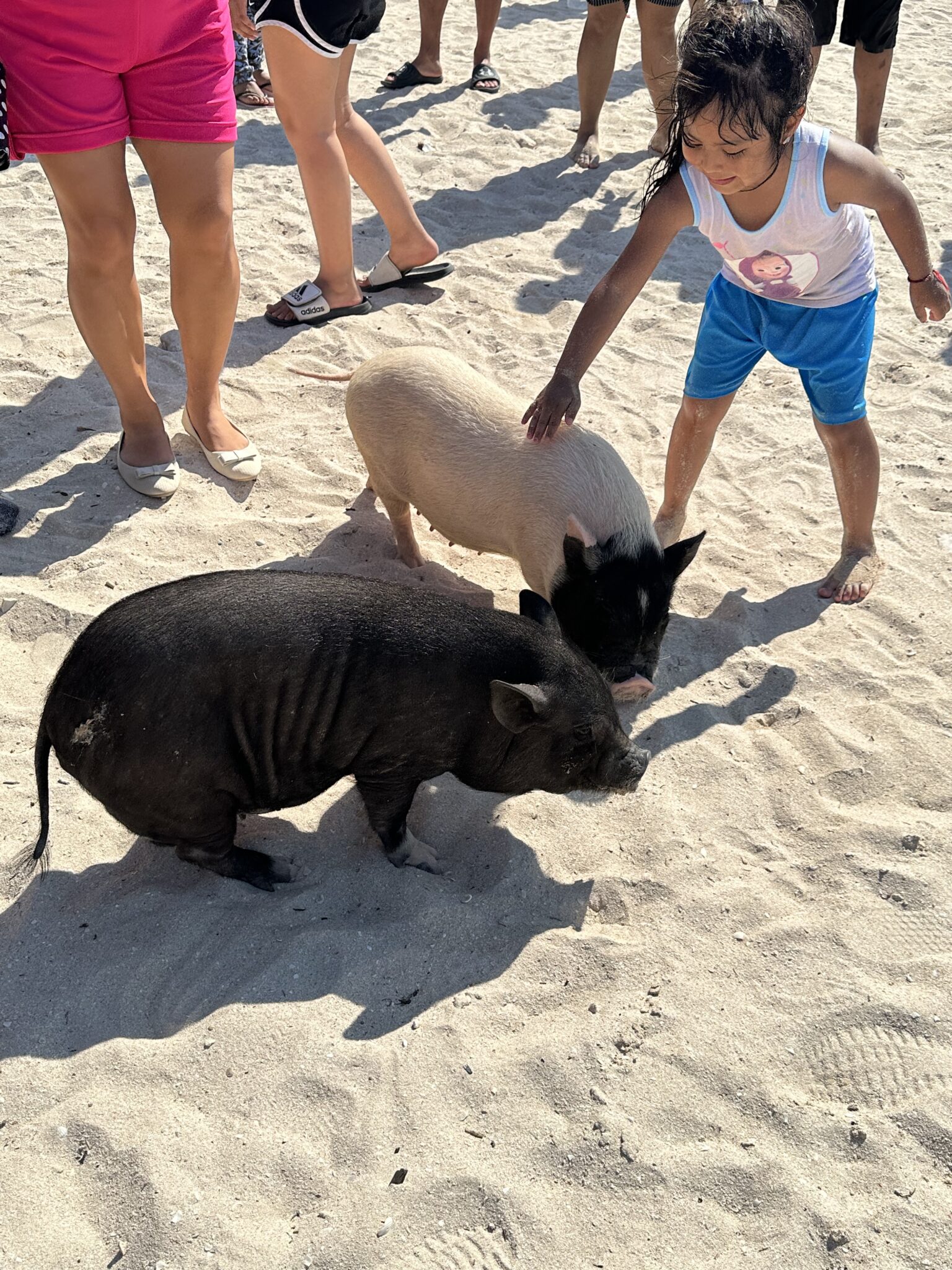 Lo nuevo en Pig beach, playa de cerditos en Yucatán