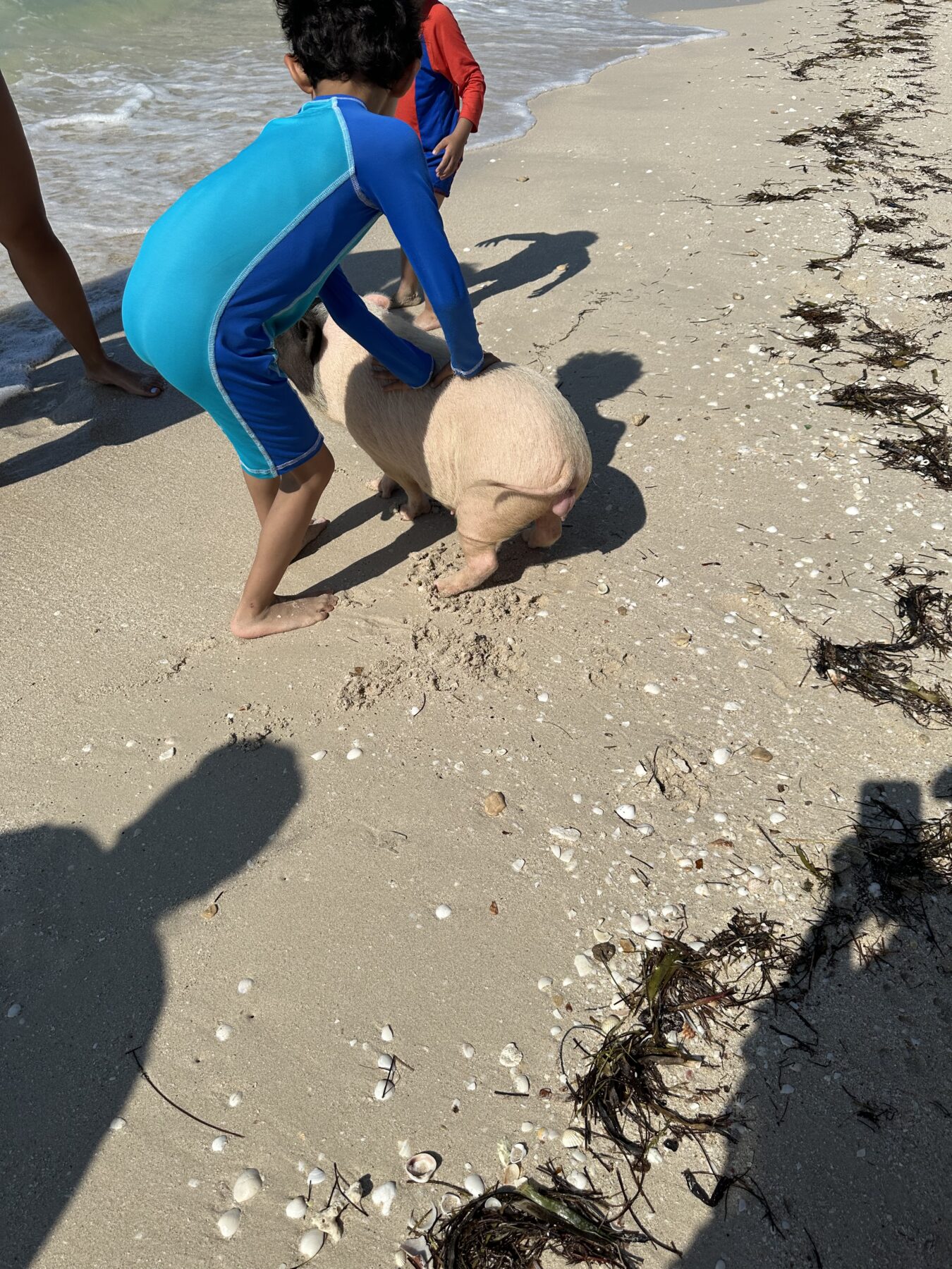 Lo nuevo en Pig beach, playa de cerditos en Yucatán