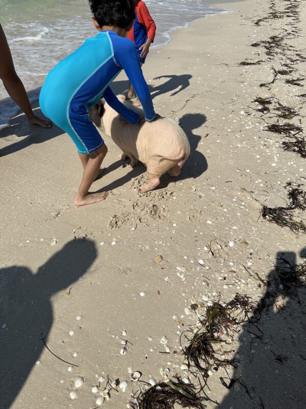 Lo nuevo en Pig beach, playa de cerditos en Yucatán