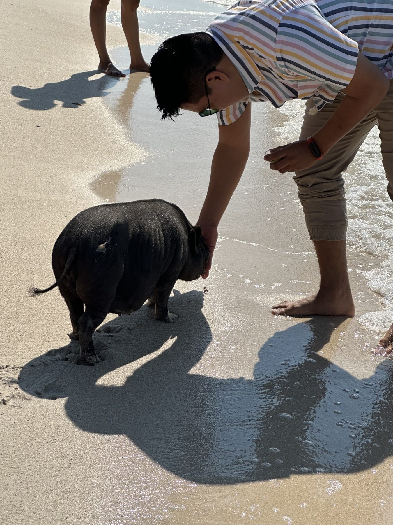 Lo nuevo en Pig beach, playa de cerditos en Yucatán