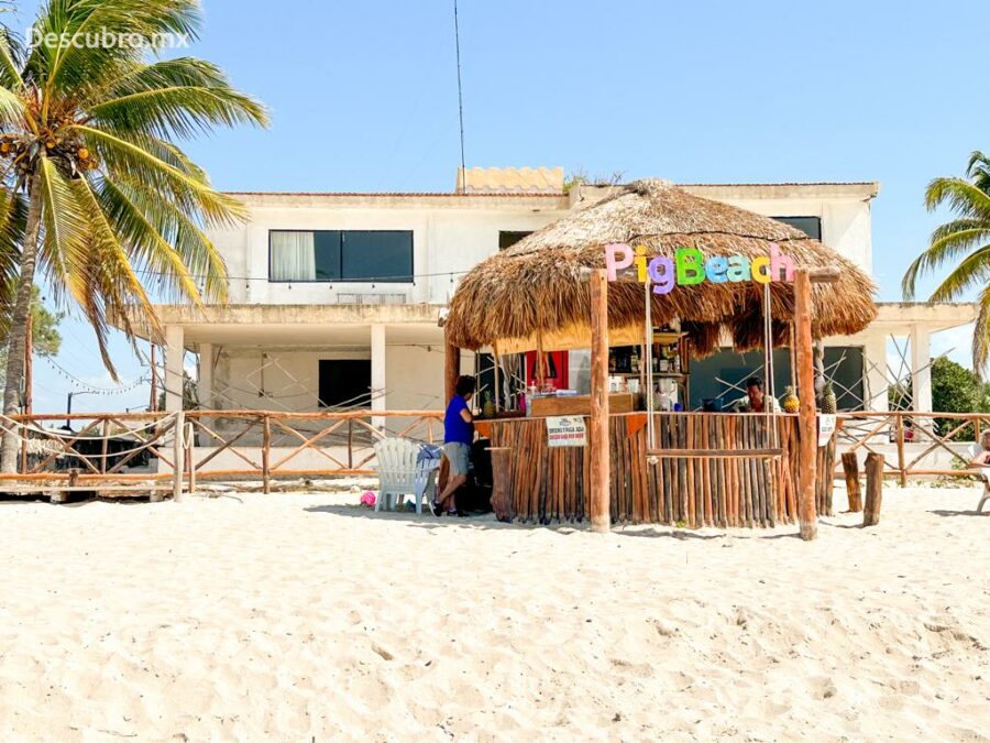 Lo nuevo en Pig beach, playa de cerditos en Yucatán