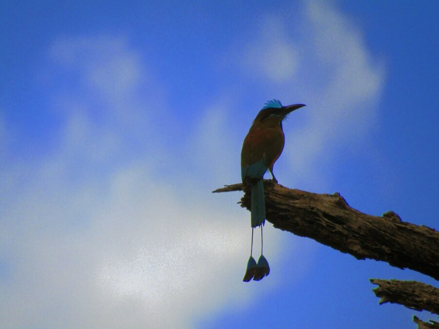 La leyenda del pájaro Toh, la hermosa ave de cola de péndulo
