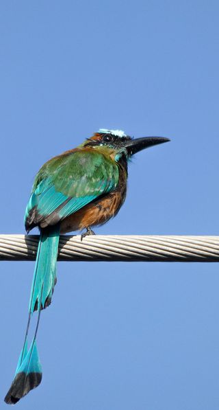 La leyenda del pájaro Toh, la hermosa ave de cola de péndulo