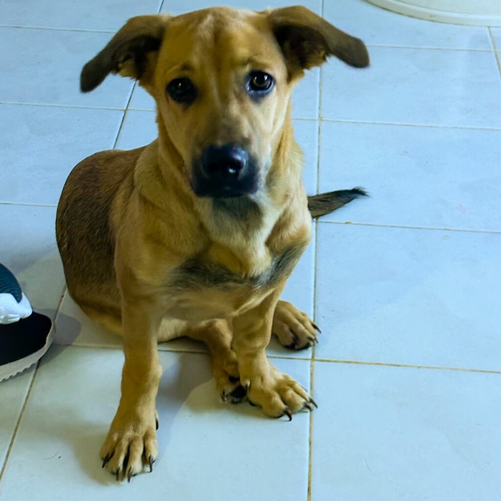 Perro Malix, qué es y por qué lo llamamos así en Yucatán