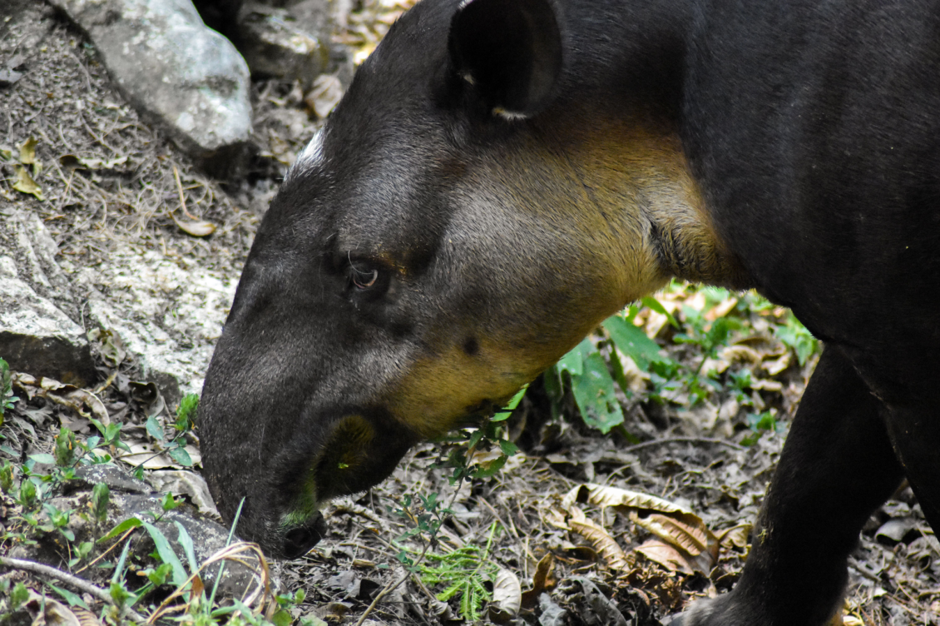 El Tapir, una especie extinta en Yucatán, se lucha por rescatarlo