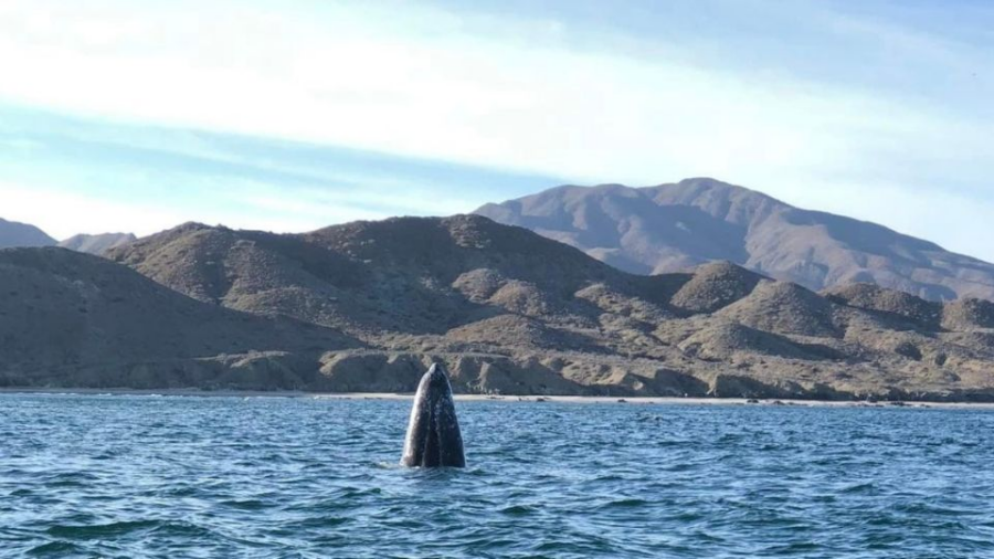 Avistamiento de ballenas en Baja California Sur, Puerto Chale