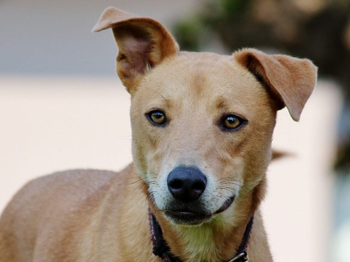 Perro Malix, qué es y por qué lo llamamos así en Yucatán